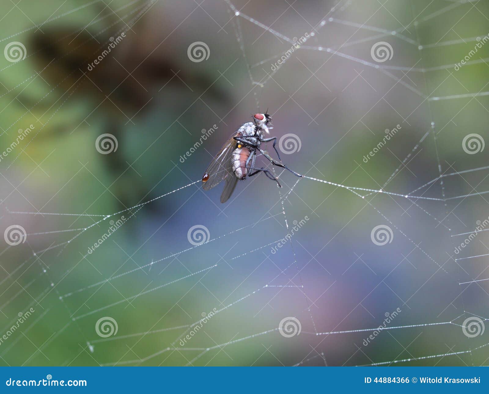Fly in cobweb stock photo. Image of victim, wildlife - 44884366