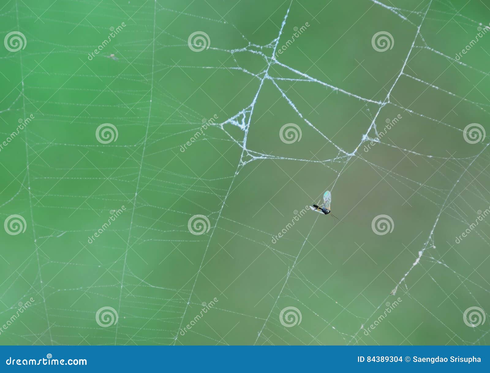 Fly with cobweb stock photo. Image of fresh, arthropod - 84389304