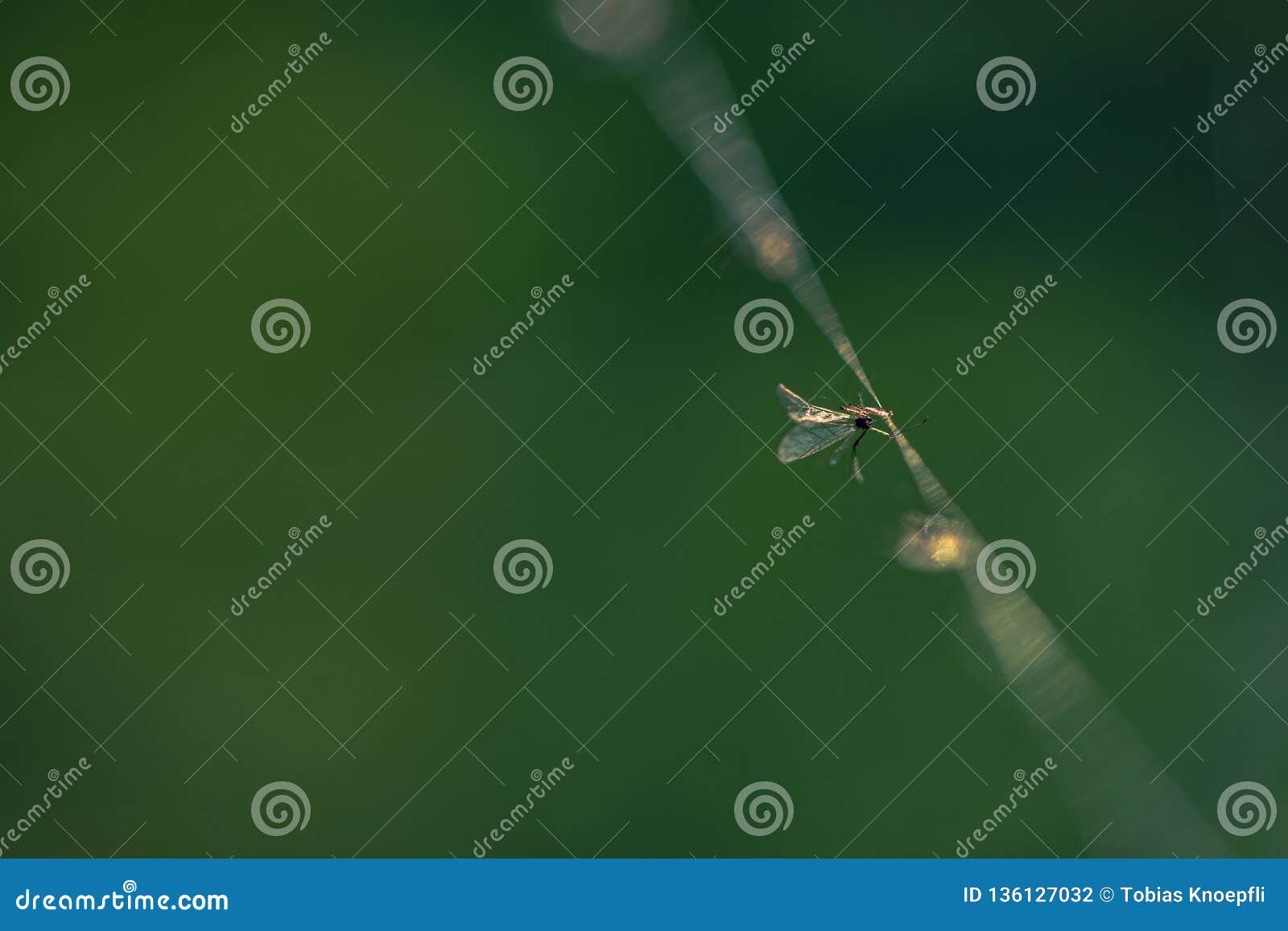 Fly in Cobweb stock photo. Image of tiny, spider, cobweb - 136127032