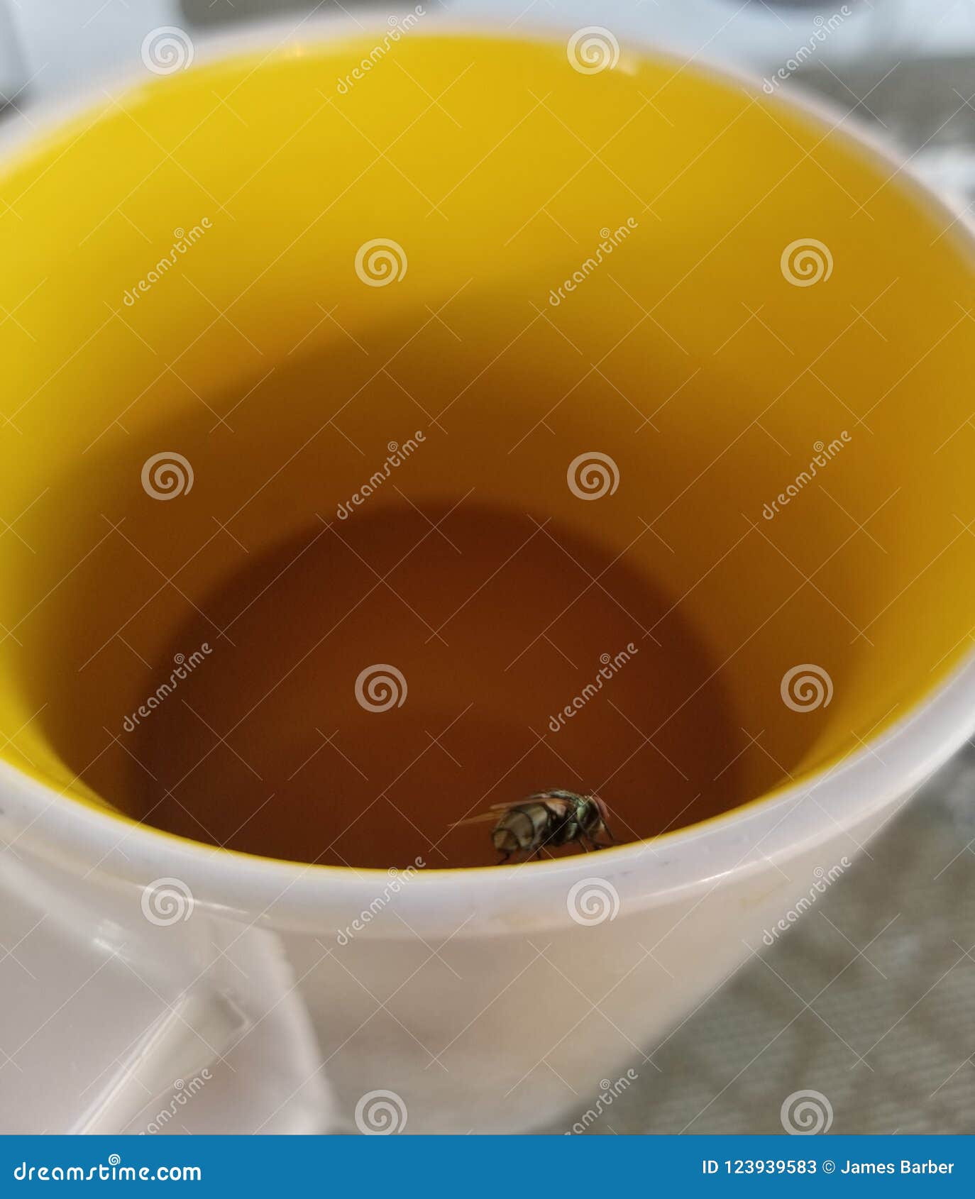 Fly on coffee cup stock image. Image of coffee, nature - 123939583