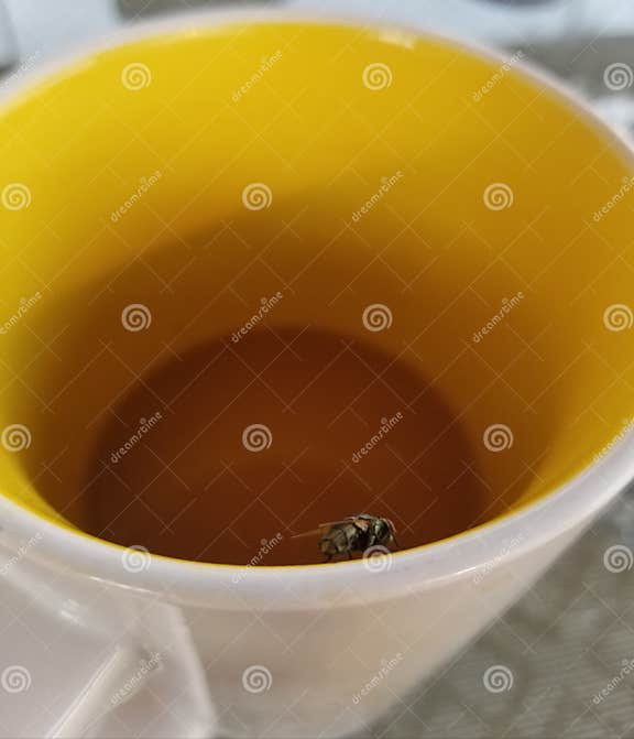 Fly on coffee cup stock image. Image of coffee, nature - 123939583