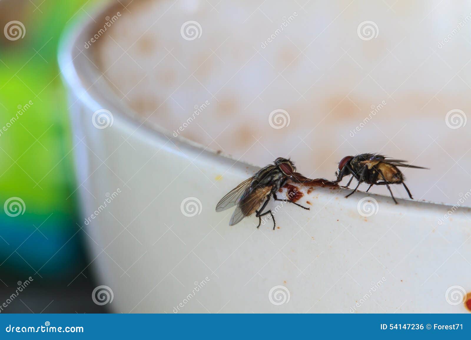 Fly on coffee mugs stock photo. Image of dirt, health - 54147236