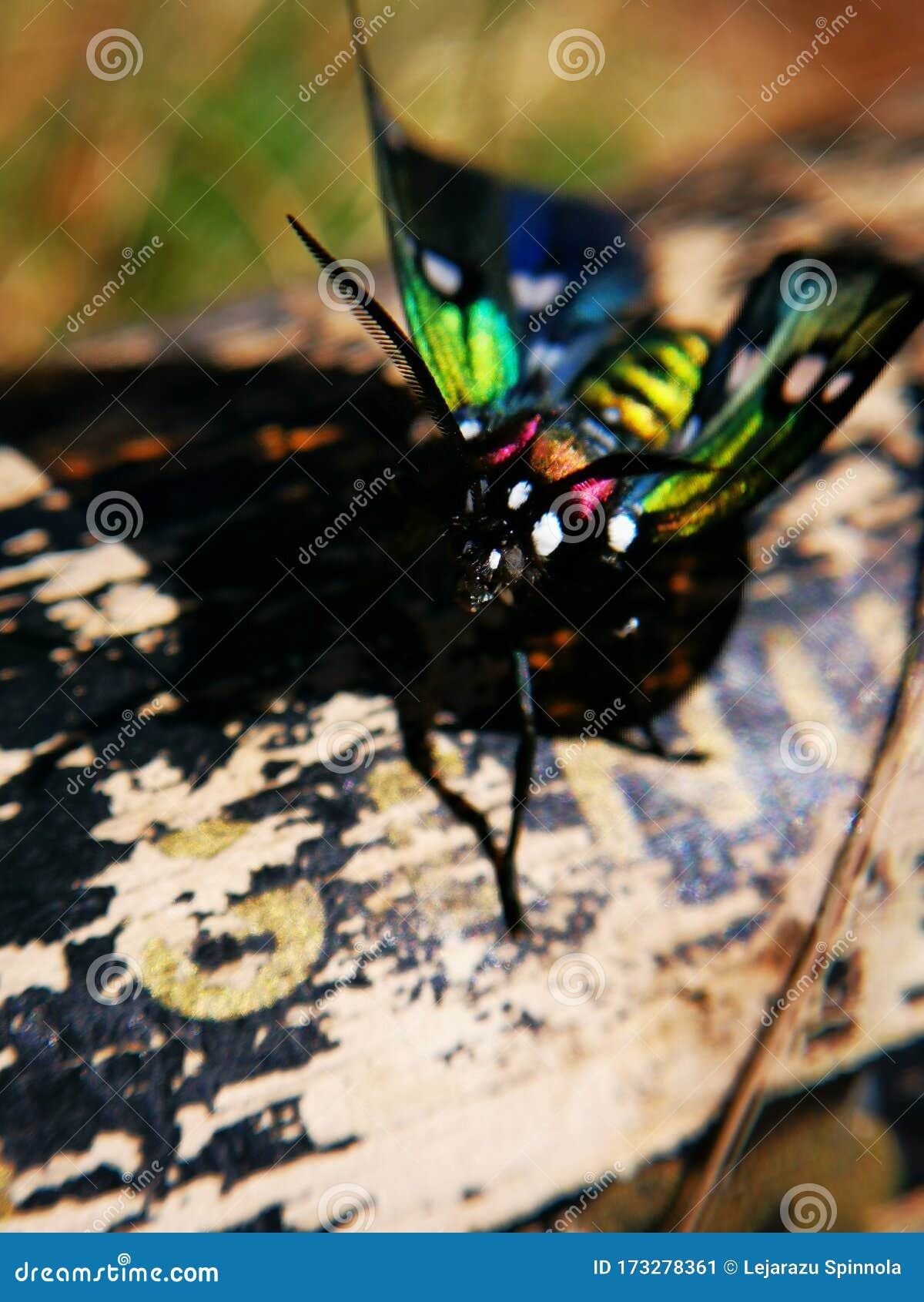 Fly in colorful stock image. Image of nature, colorful - 173278361