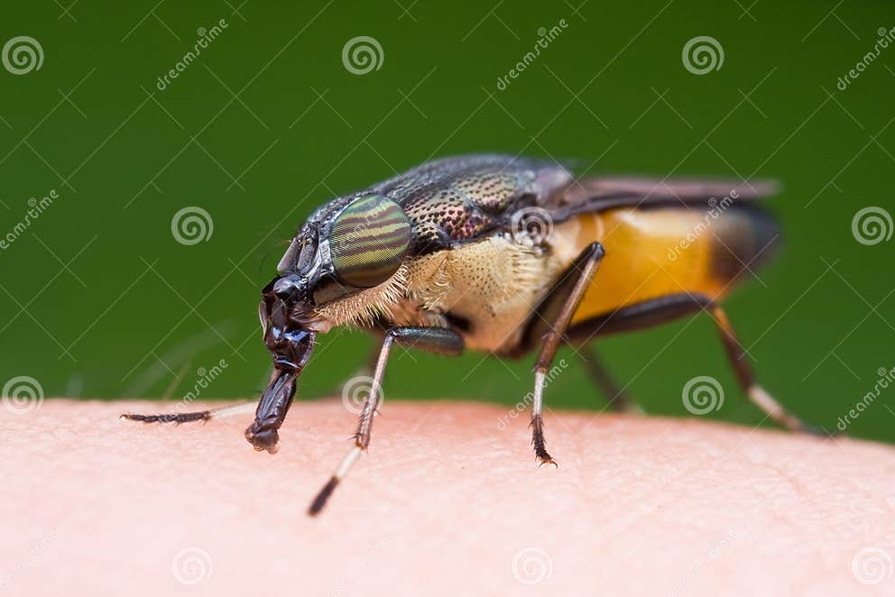 A Fly with Colorful Banded Eyes Stock Image - Image of rhinia, bristle ...