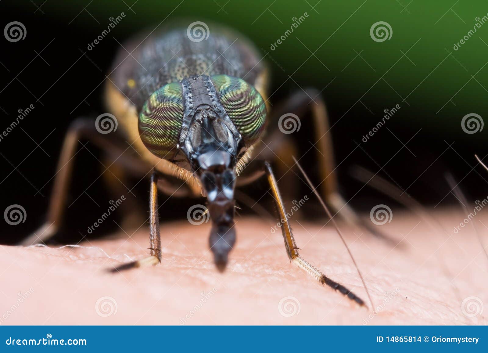 A Fly with Colorful Banded Eyes Stock Photo - Image of bottle, green ...