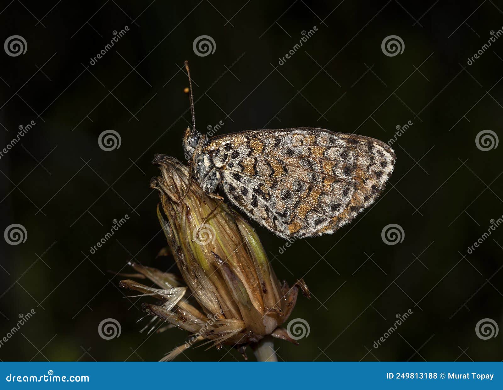 The Fly is the Common Name of Arthropods from the Insect Order Called ...