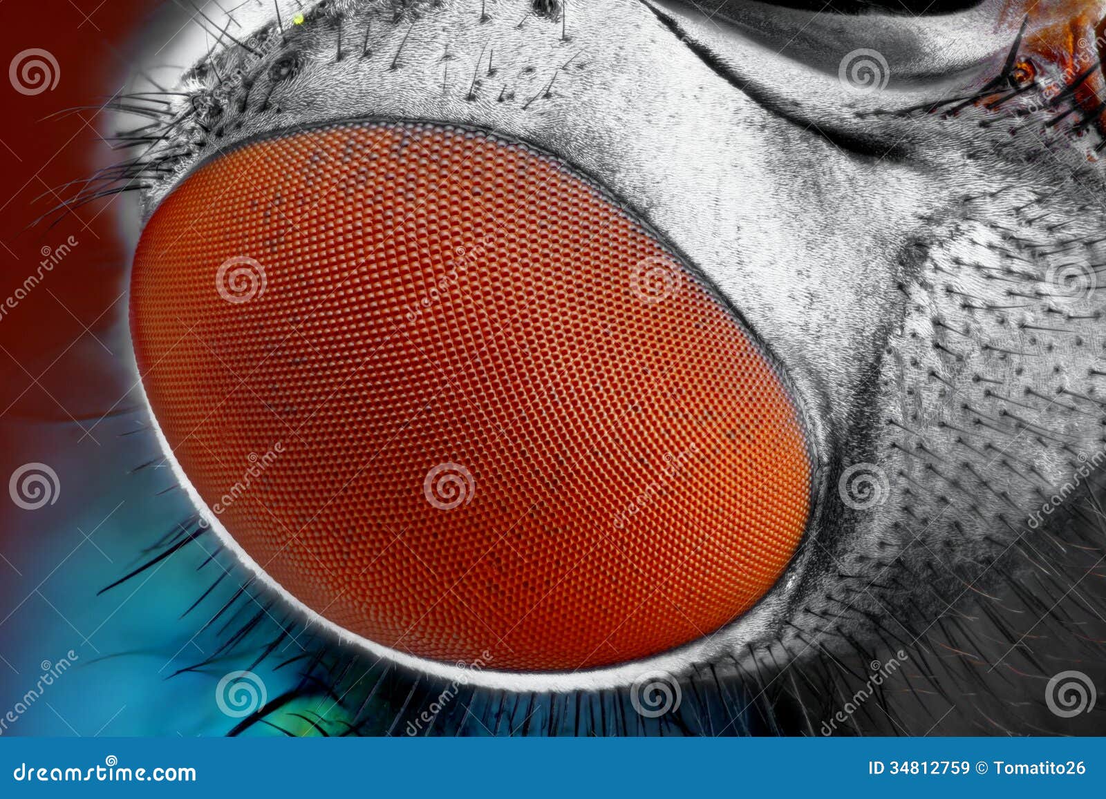 Fly compound eye surface stock image. Image of compound - 34812759