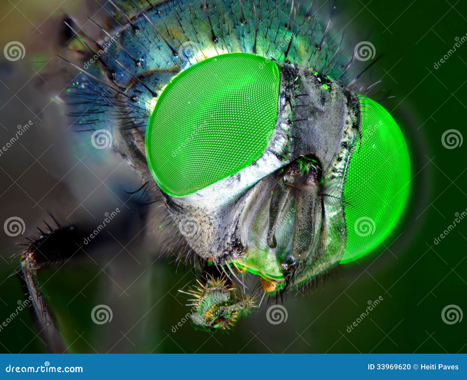 Fly stock photo. Image of entomology, insect, green, microscopy - 33969620