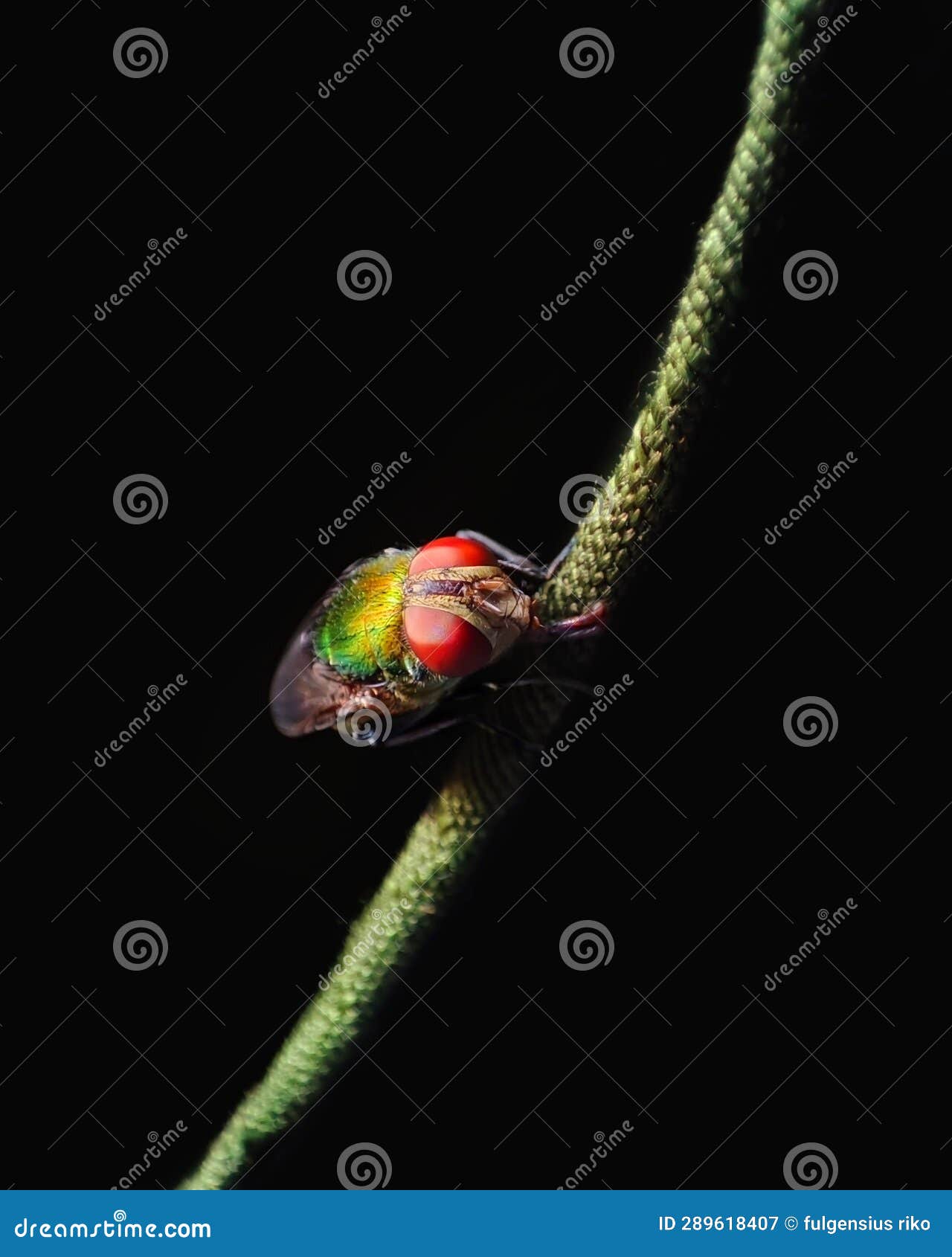 A Fly on a Cool Black Background Stock Image - Image of cool, black ...