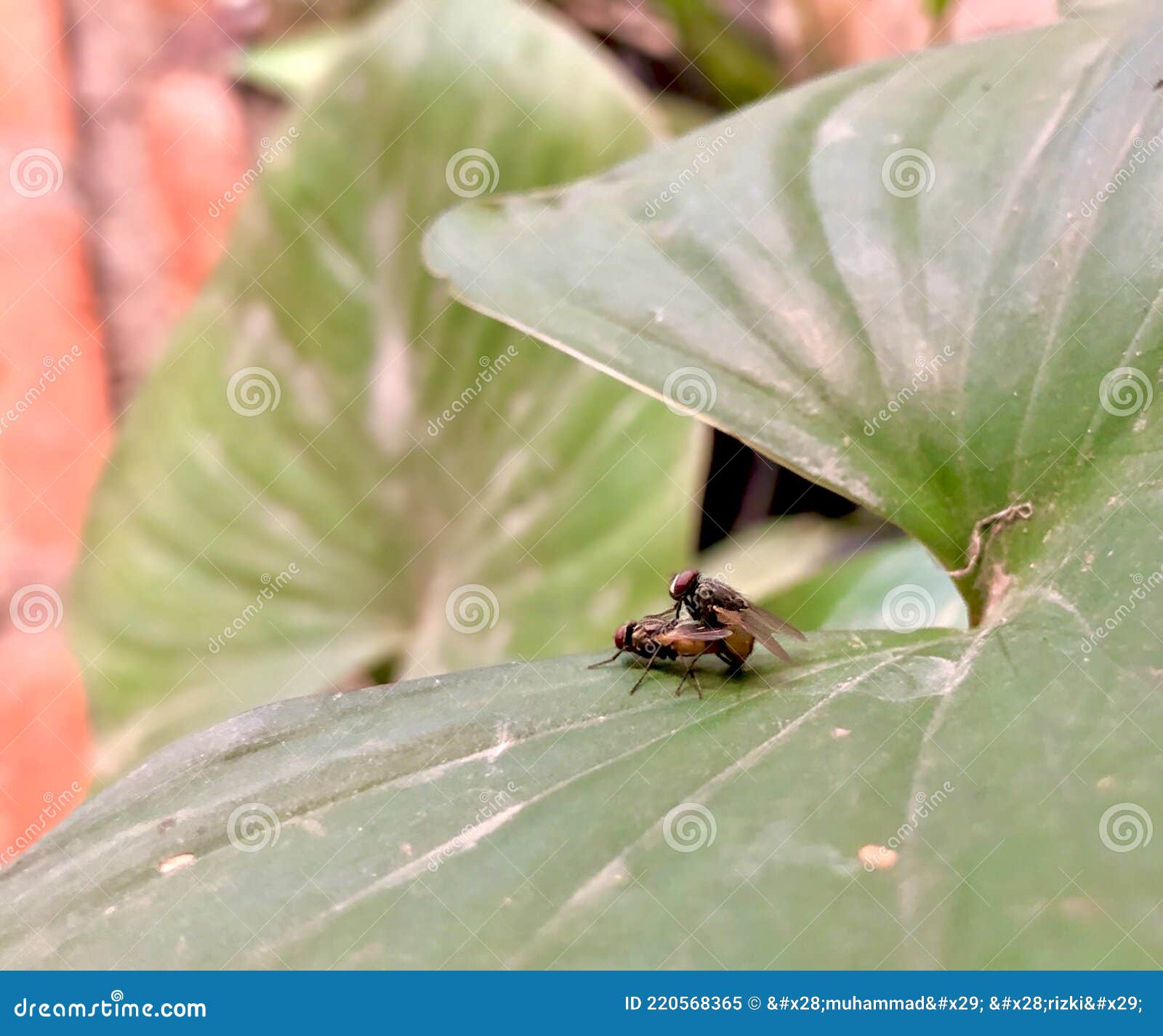 So Romantic Fly Relationship in Nature Stock Image - Image of perched ...