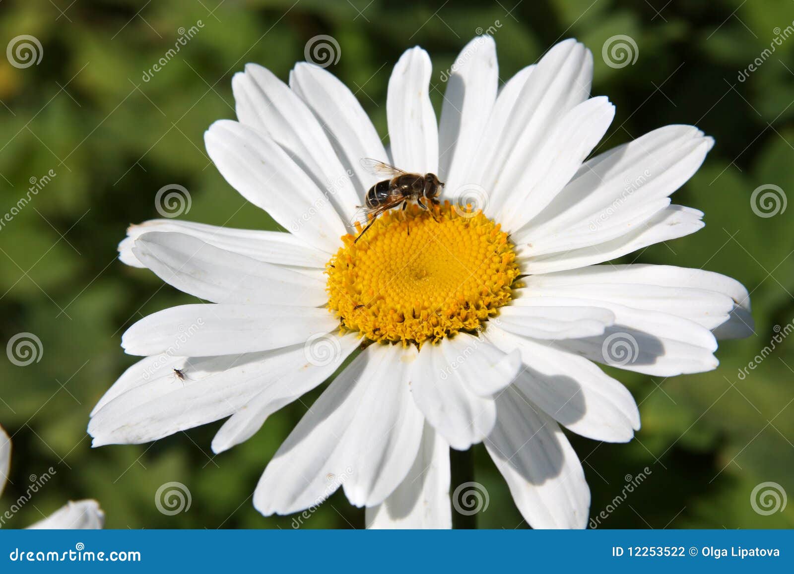 Fly on a daisy stock photo. Image of plant, leaf, grass - 12253522