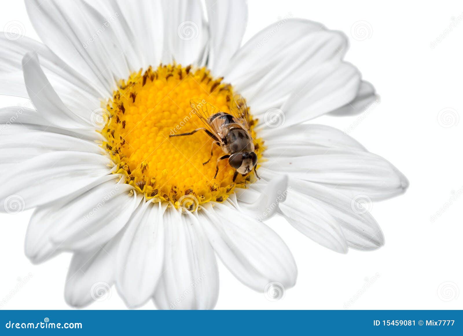 Fly on daisy stock image. Image of flies, single, head - 15459081