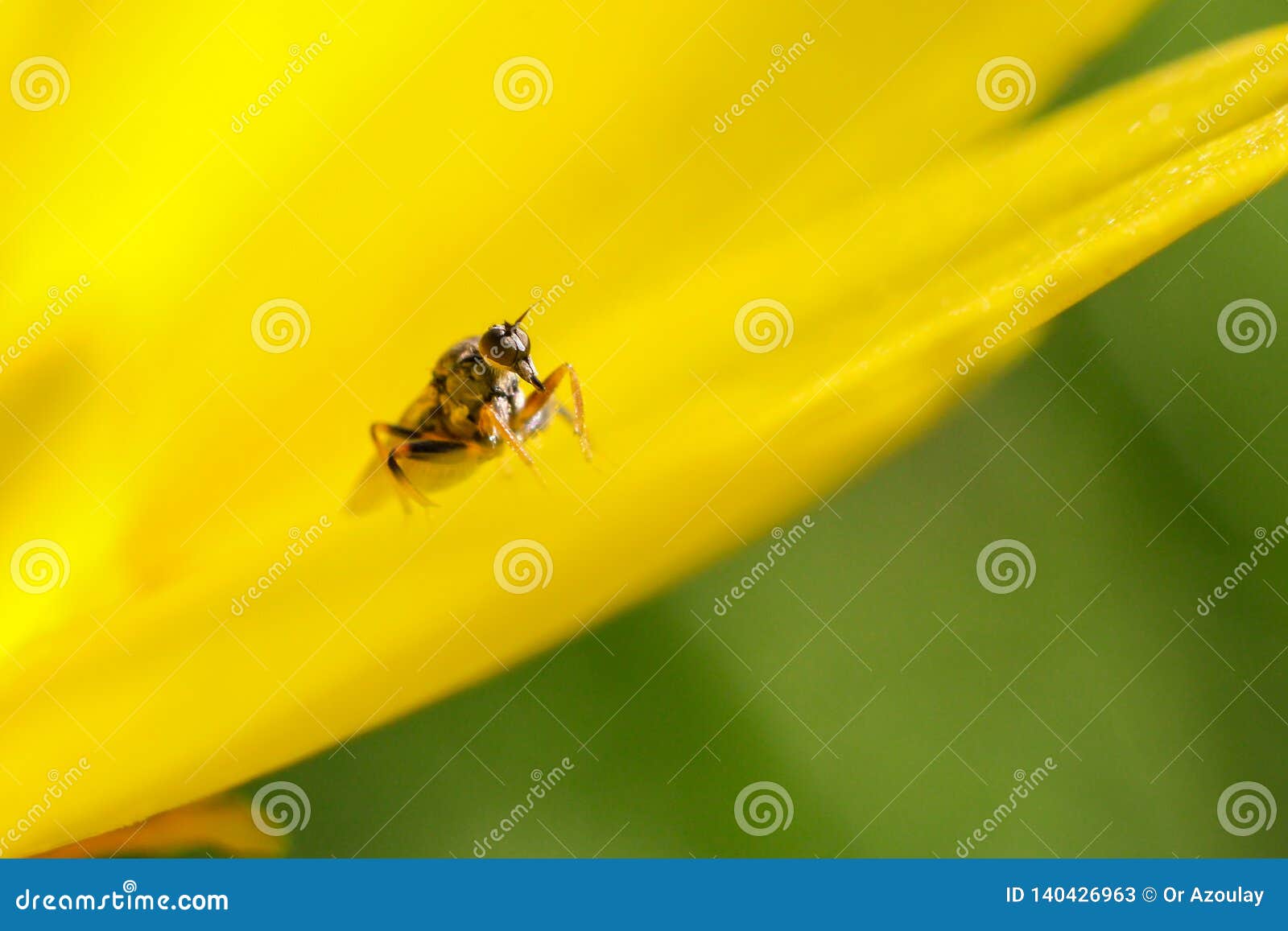 Fly on a dandelion flower stock image. Image of naturelife - 140426963