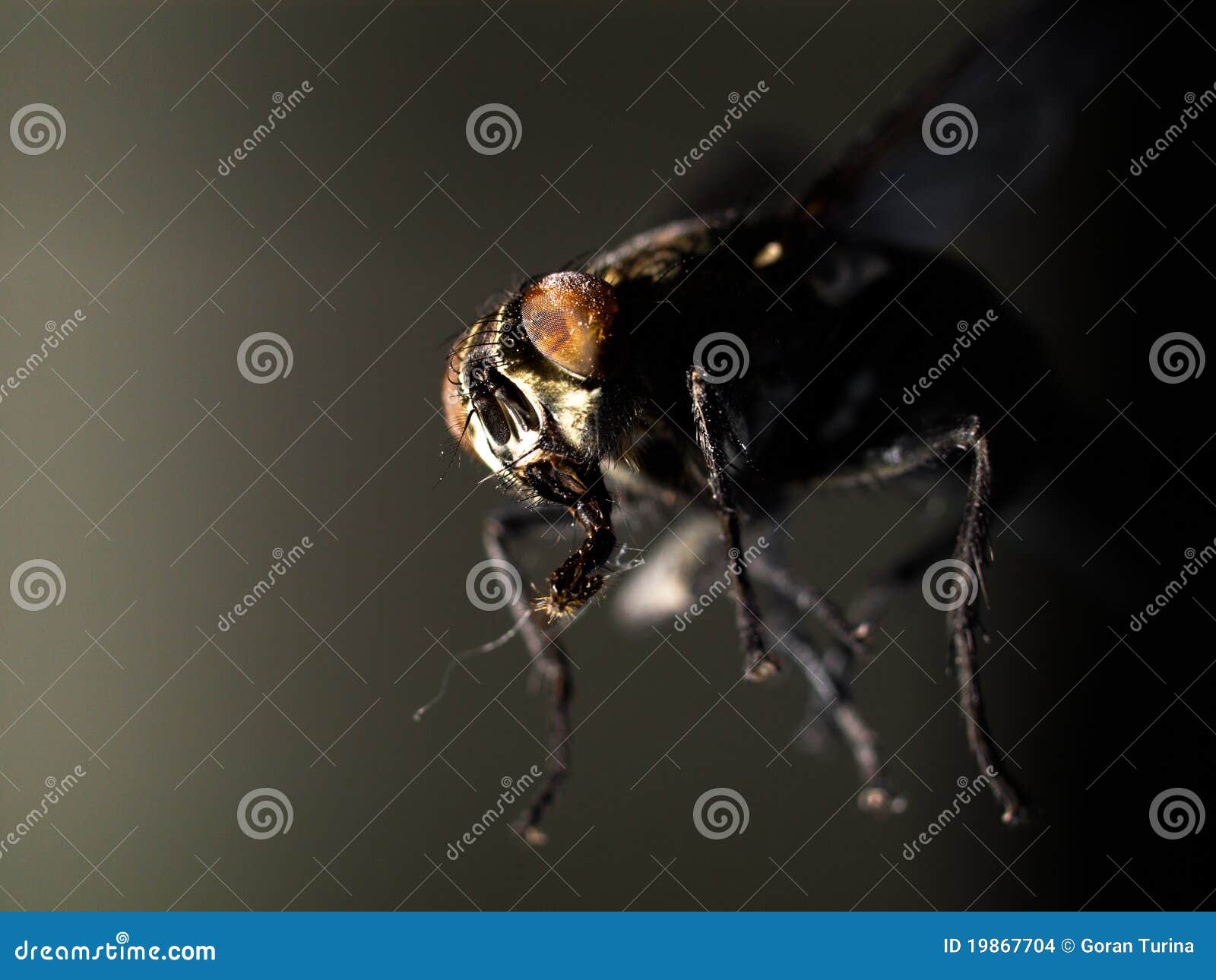 Fly in dark stock photo. Image of worms, scary, disgusting - 19867704