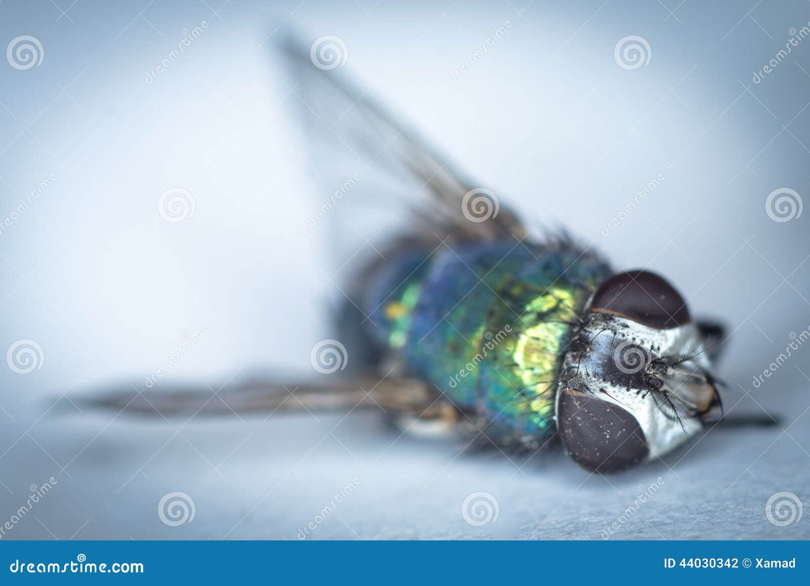 A fly, dead stock photo. Image of insect, mosca, closeup - 44030342