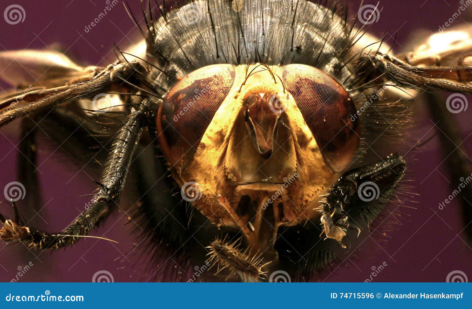 Fly of the dead stock photo. Image of mortuorum, infect - 74715596