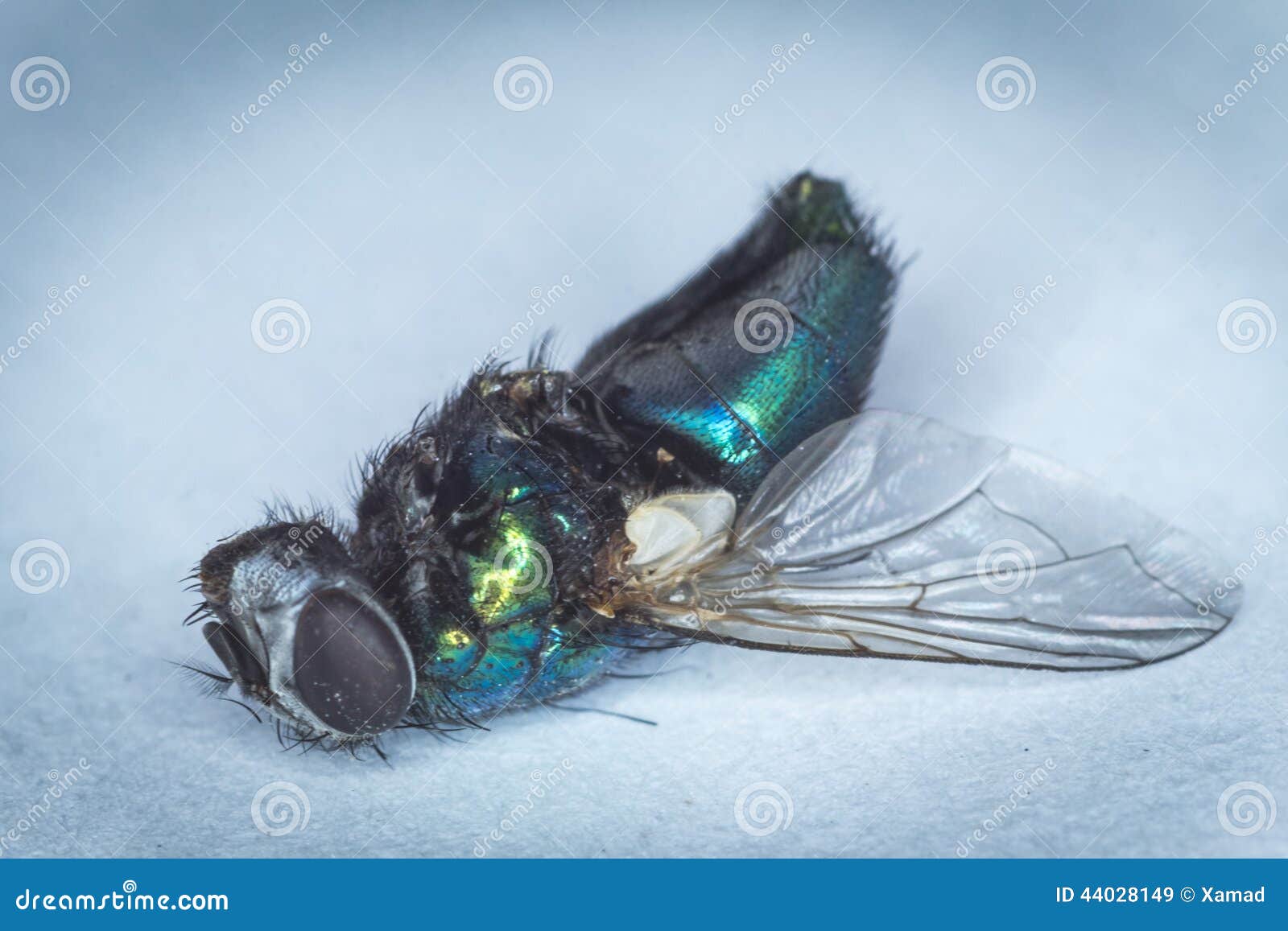A fly, dead stock image. Image of dead, details, eyes - 44028149