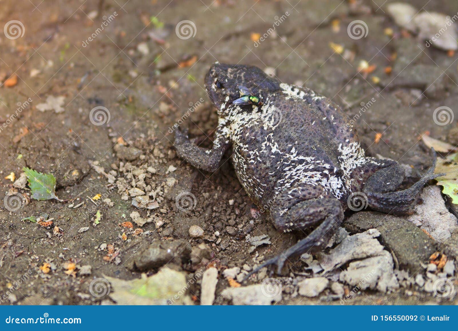 The fly on the dead toad stock photo. Image of nature - 156550092