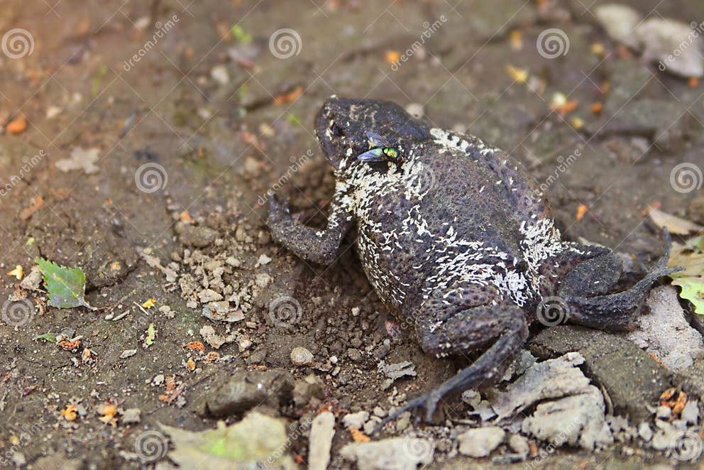 The fly on the dead toad stock photo. Image of nature - 156550092