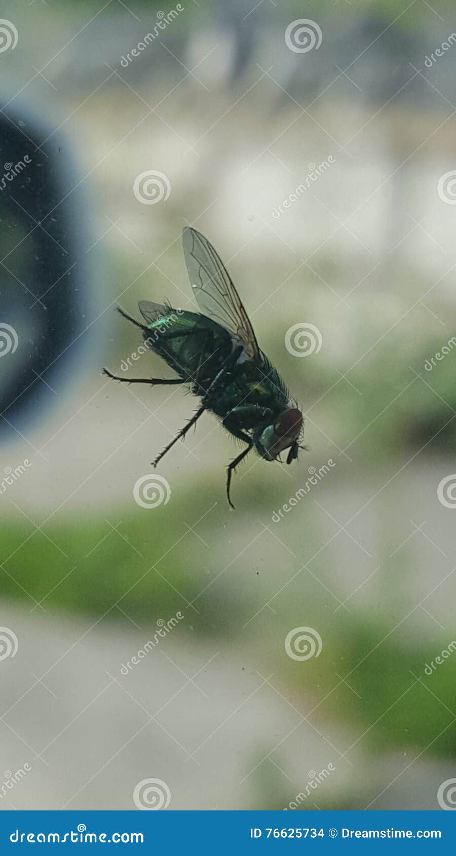Fly stock photo. Image of details, close, buzz, detail - 76625734