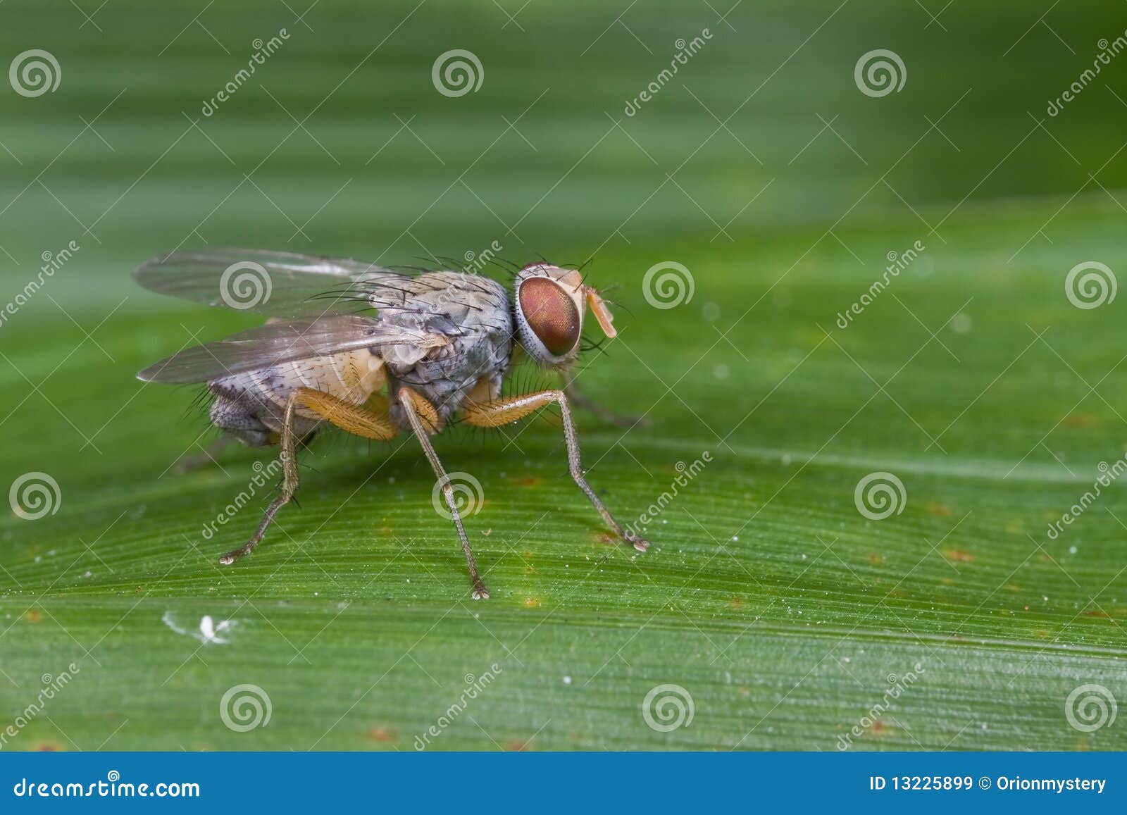 A fly, diptera stock image. Image of outdoor, wing, grey - 13225899