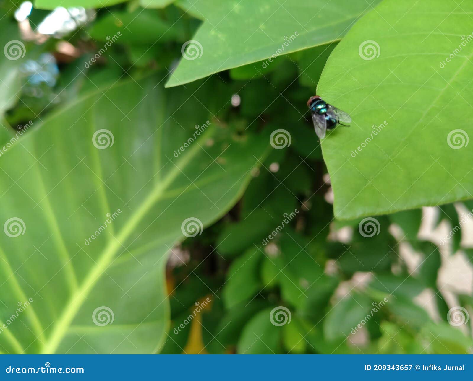 A Fly (diptera) Clinging To Green Leaves Stock Image - Image of ...