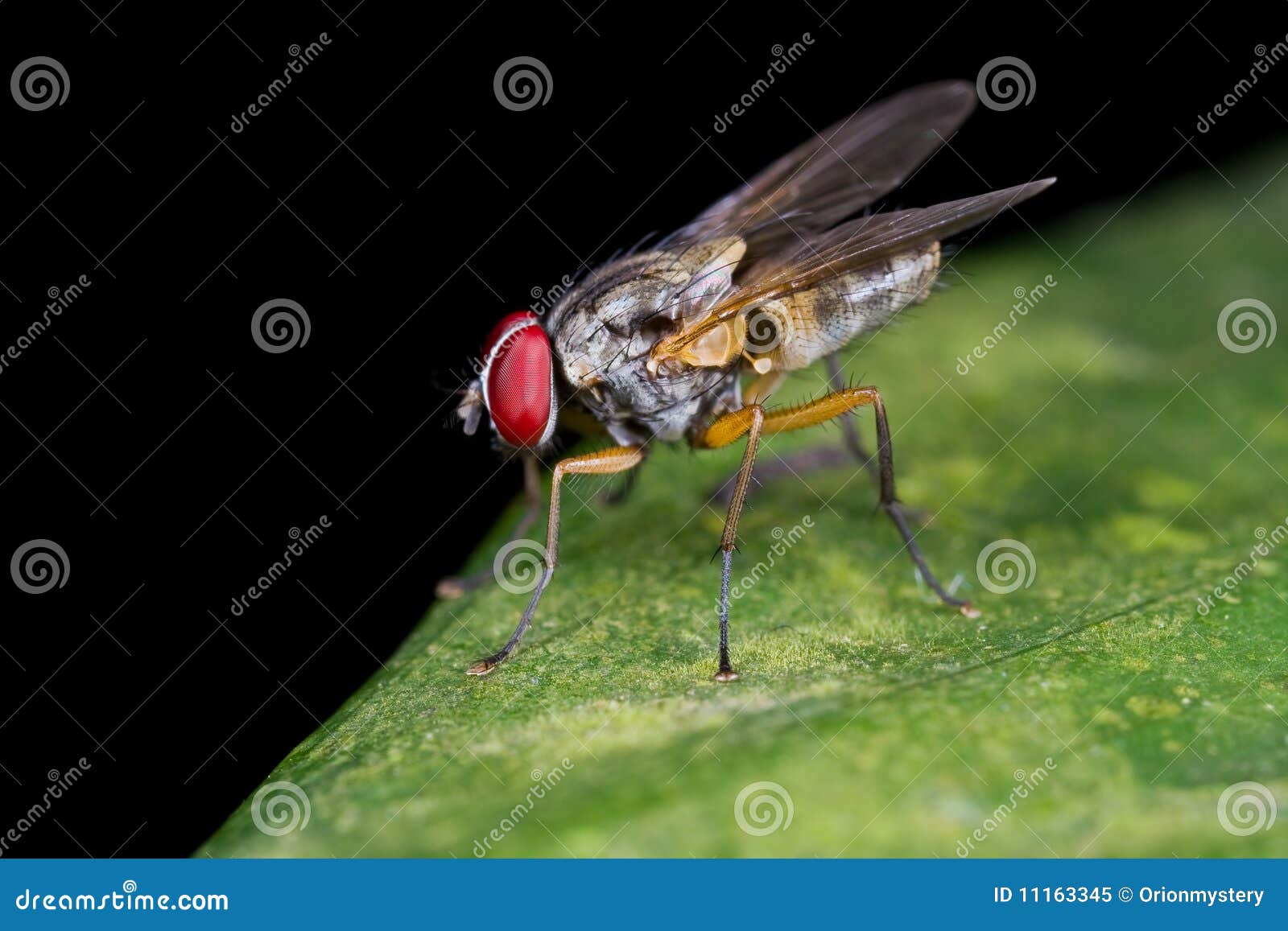 A Fly, Diptera on Green Leaf Stock Image - Image of maroon, antenna ...