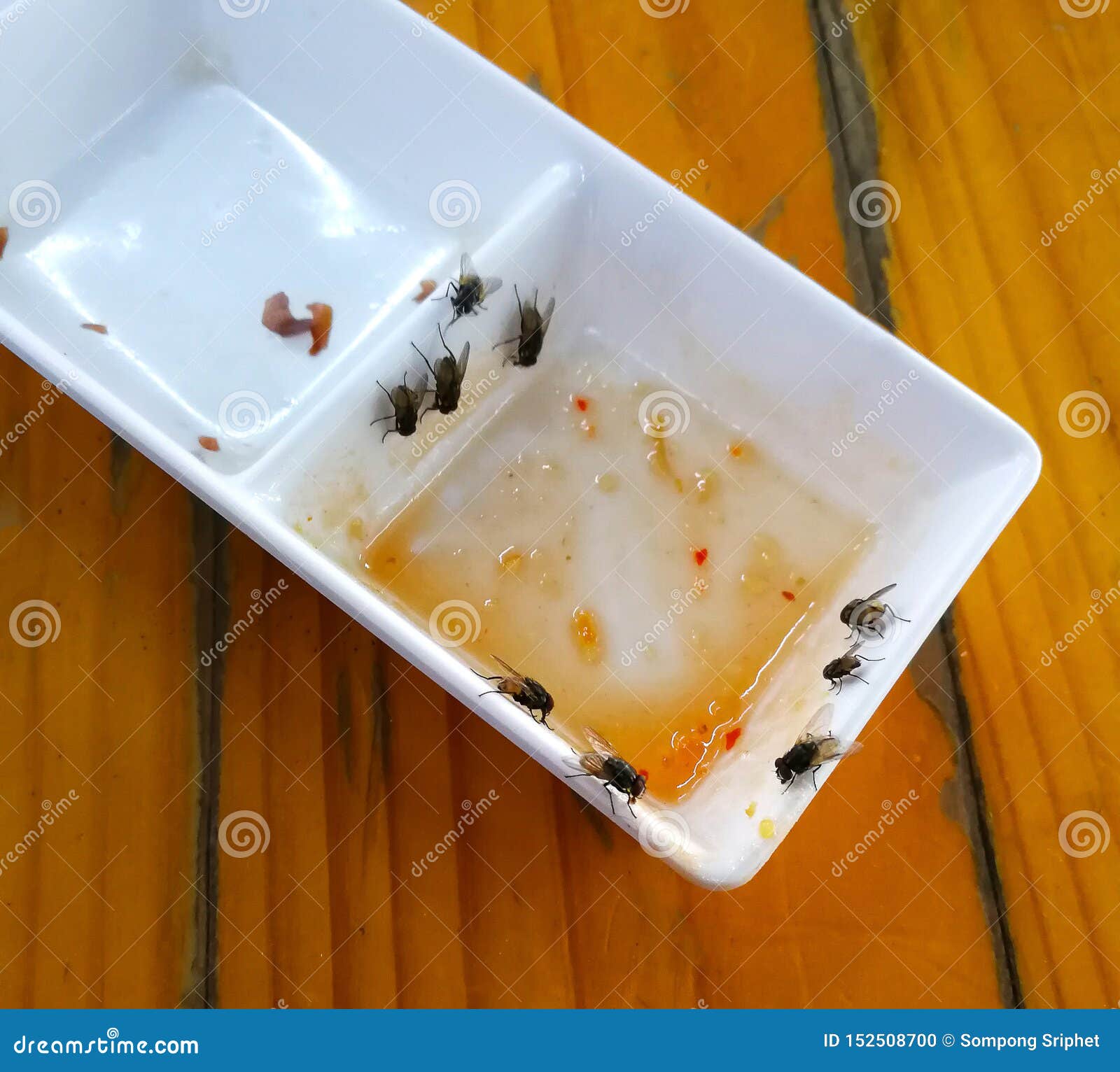 Fly Dirty Sniffing Food of Spread Disease Stock Photo - Image of insect ...