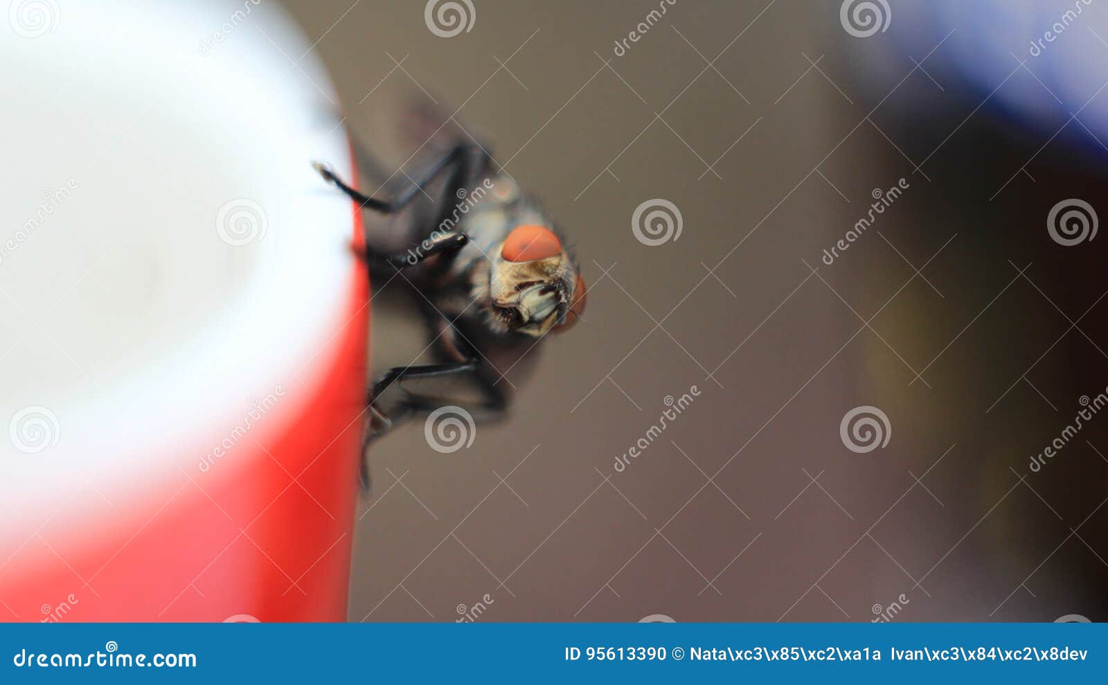 Fly Distracting Coffee Drinking Stock Photo - Image of eyes, life: 95613390