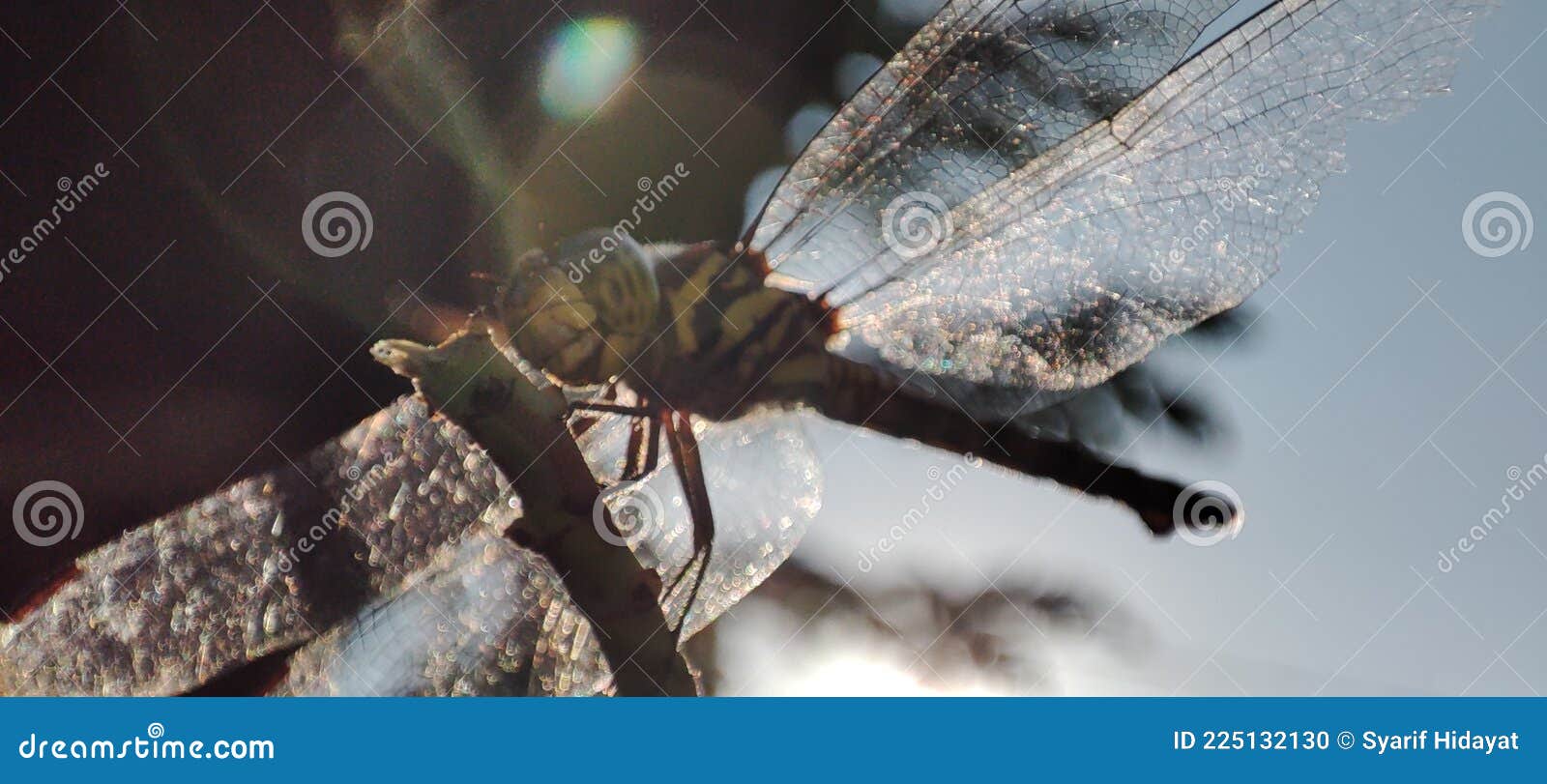 Fly with the Dragonfly stock photo. Image of branch - 225132130