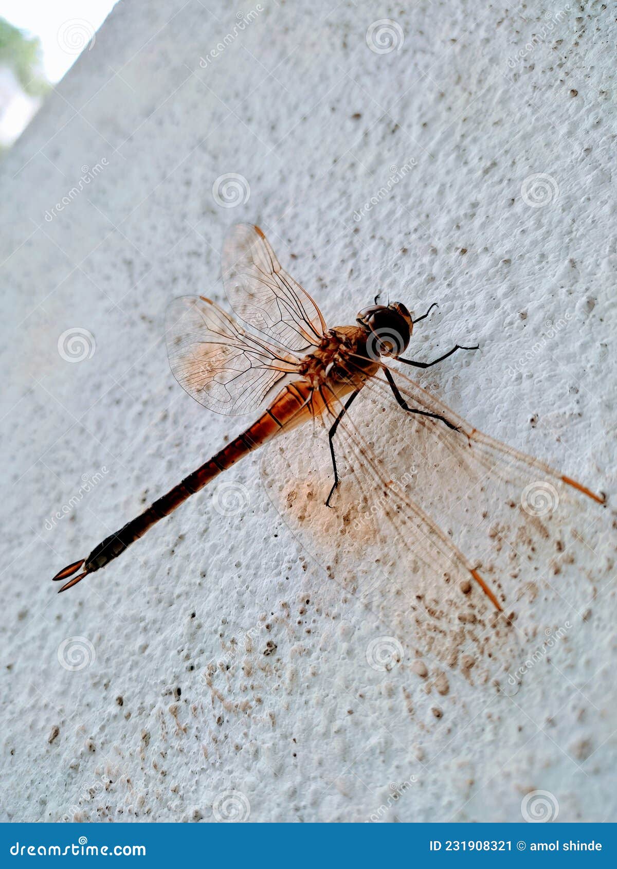 Red Dragonfly With Wings Sits On A Branch On A Green Background. Summer ...