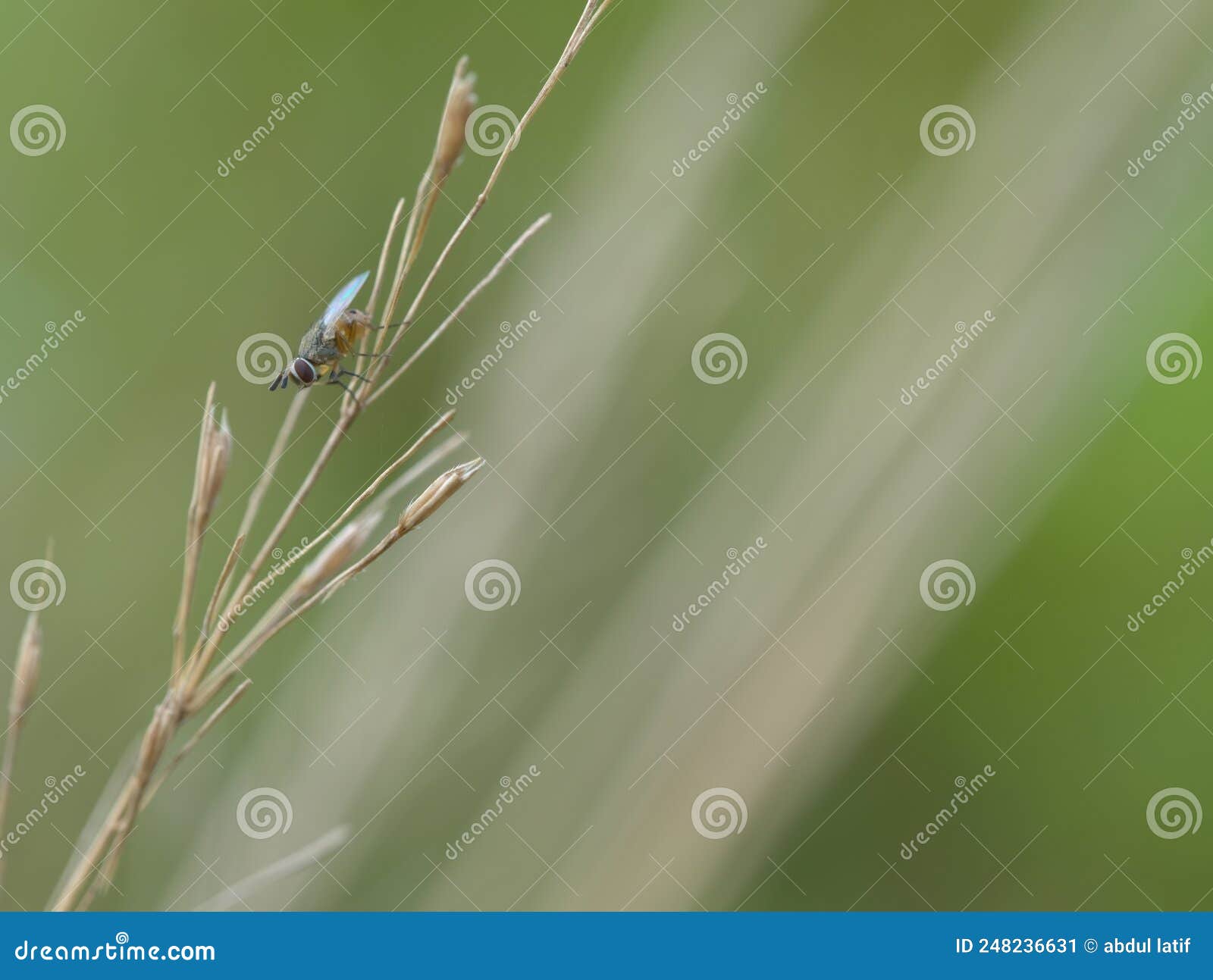 A fly on the dried grass stock image. Image of summer - 248236631