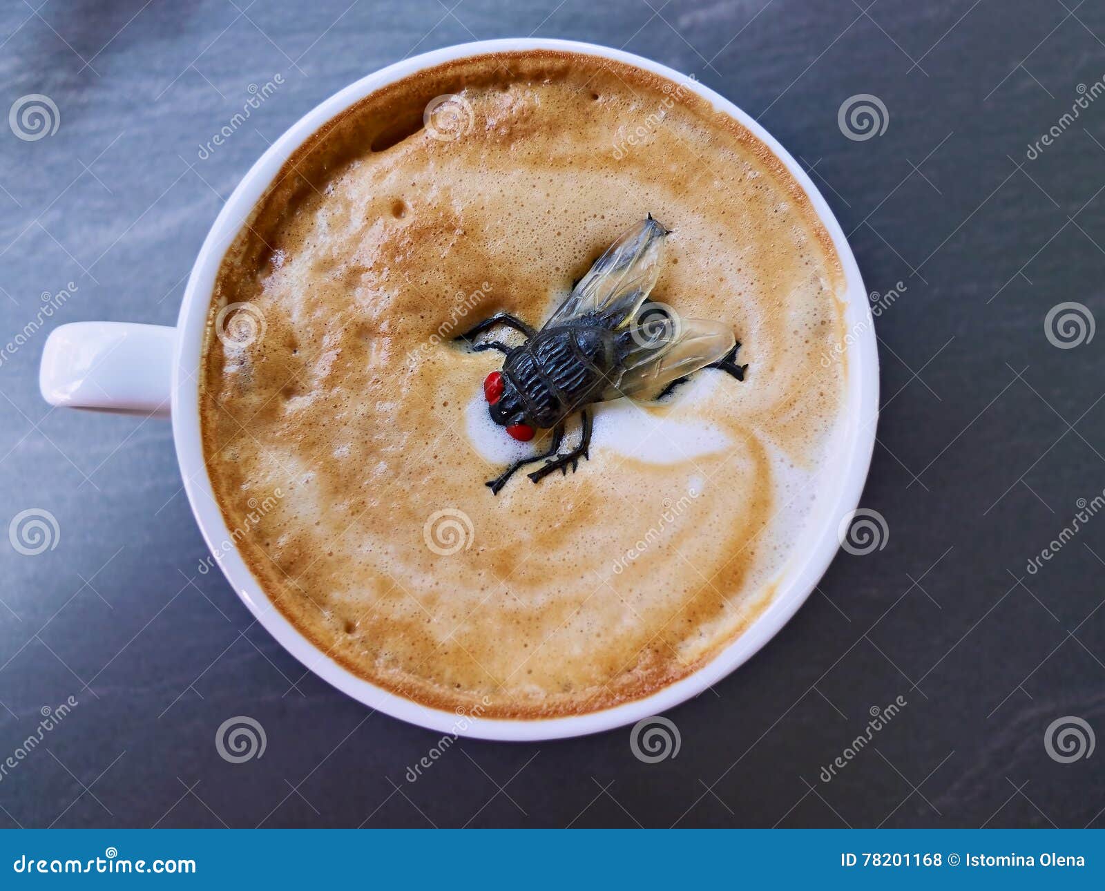 Fly drinking cappuccino stock photo. Image of malady - 78201168