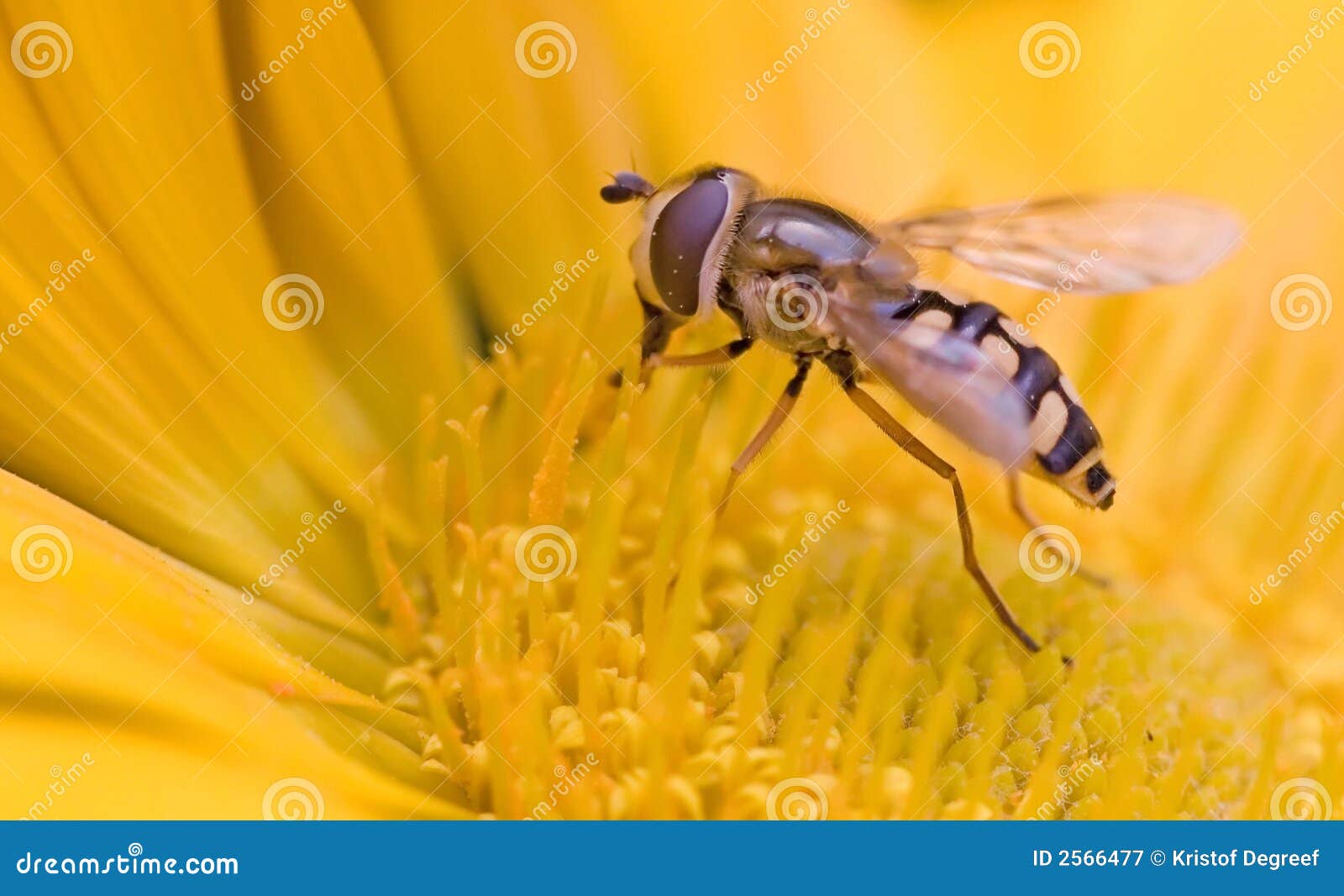 Fly drinking nectar stock image. Image of feeding, natural - 2566477
