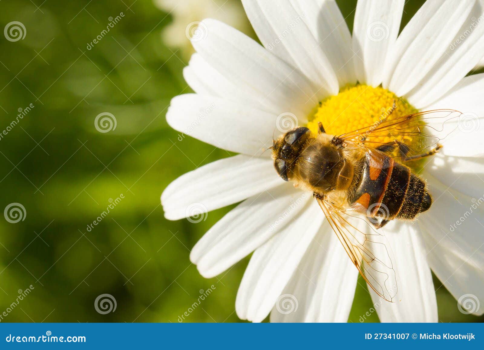 Fly Drinking Nectar on a Wild White Flower Stock Image - Image of wild ...