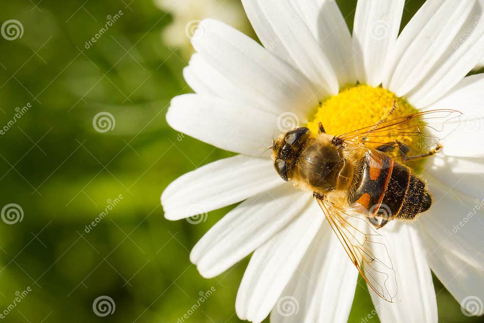 Fly Drinking Nectar on a Wild White Flower Stock Image - Image of wild ...