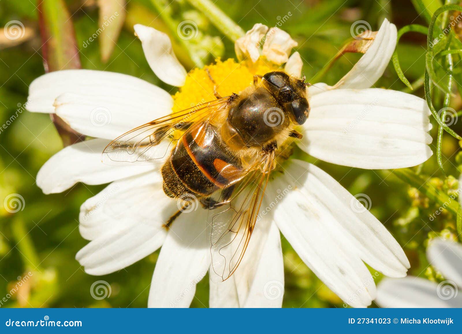 Fly Drinking Nectar on a Wild White Flower Stock Image - Image of ...