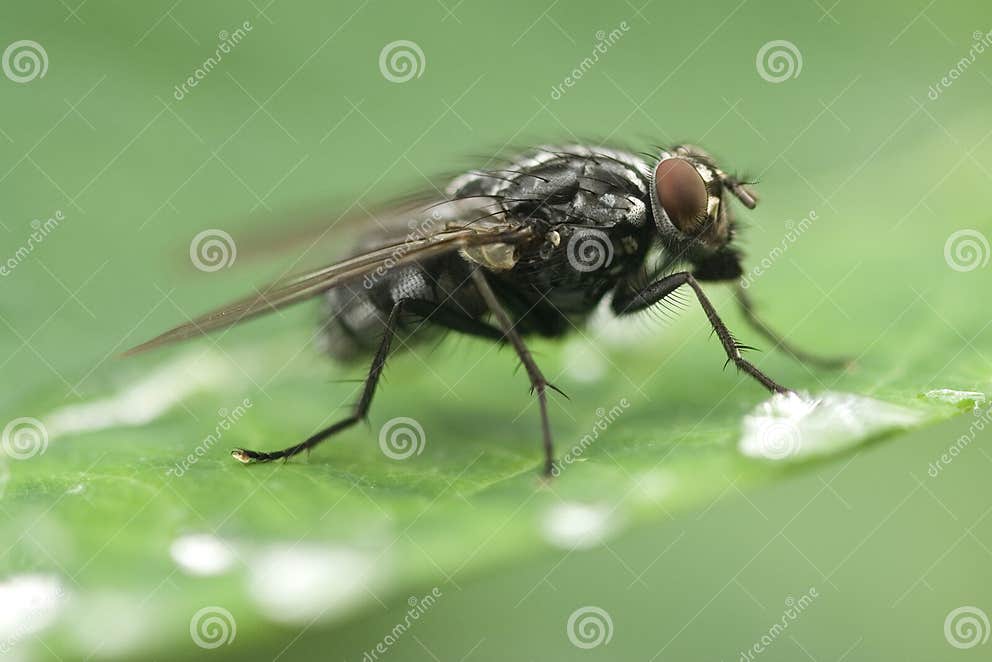 Fly drinking water stock photo. Image of flies, garden - 5611352