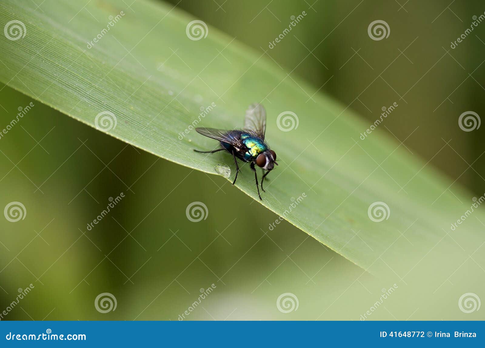 Fly stock photo. Image of water, garden, small, drop - 41648772