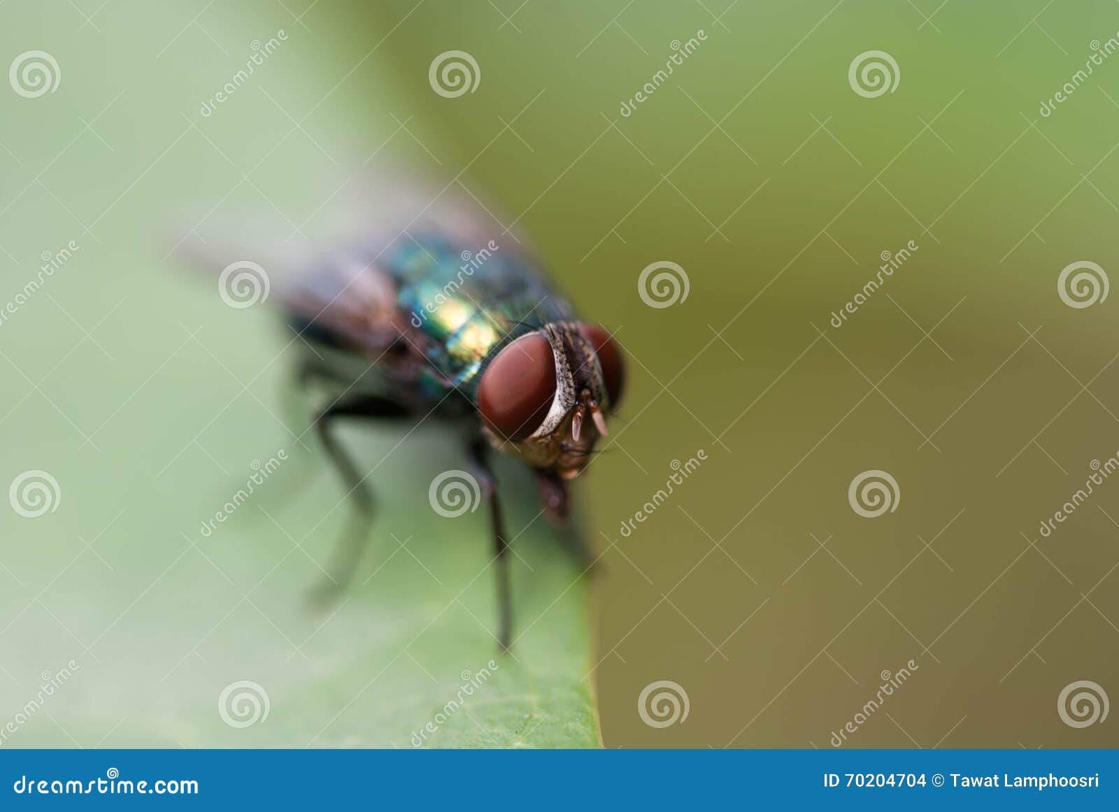 Fly drinking water stock photo. Image of insect, drop - 70204704