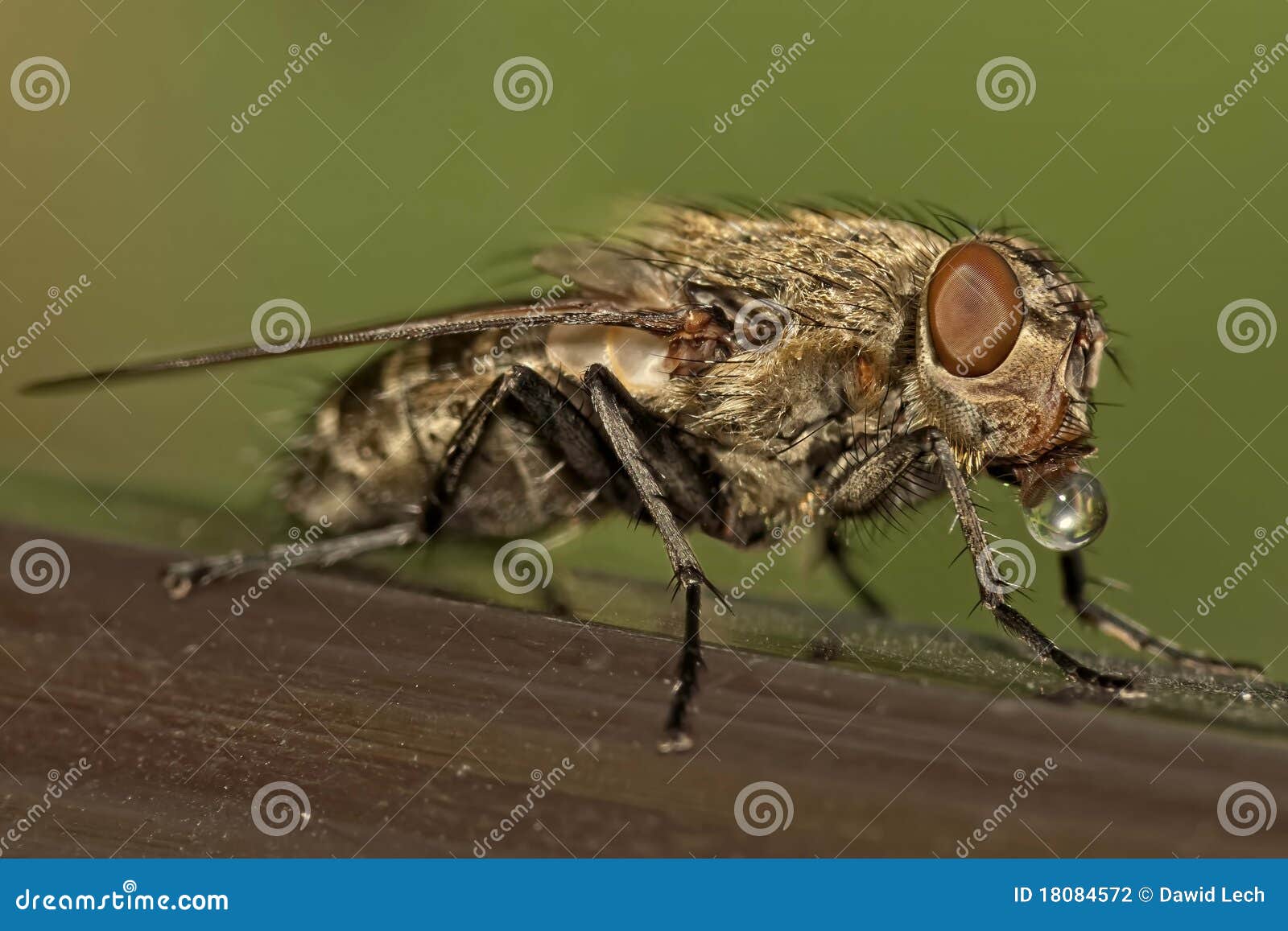 Fly with drop macro stock photo. Image of head, close - 18084572