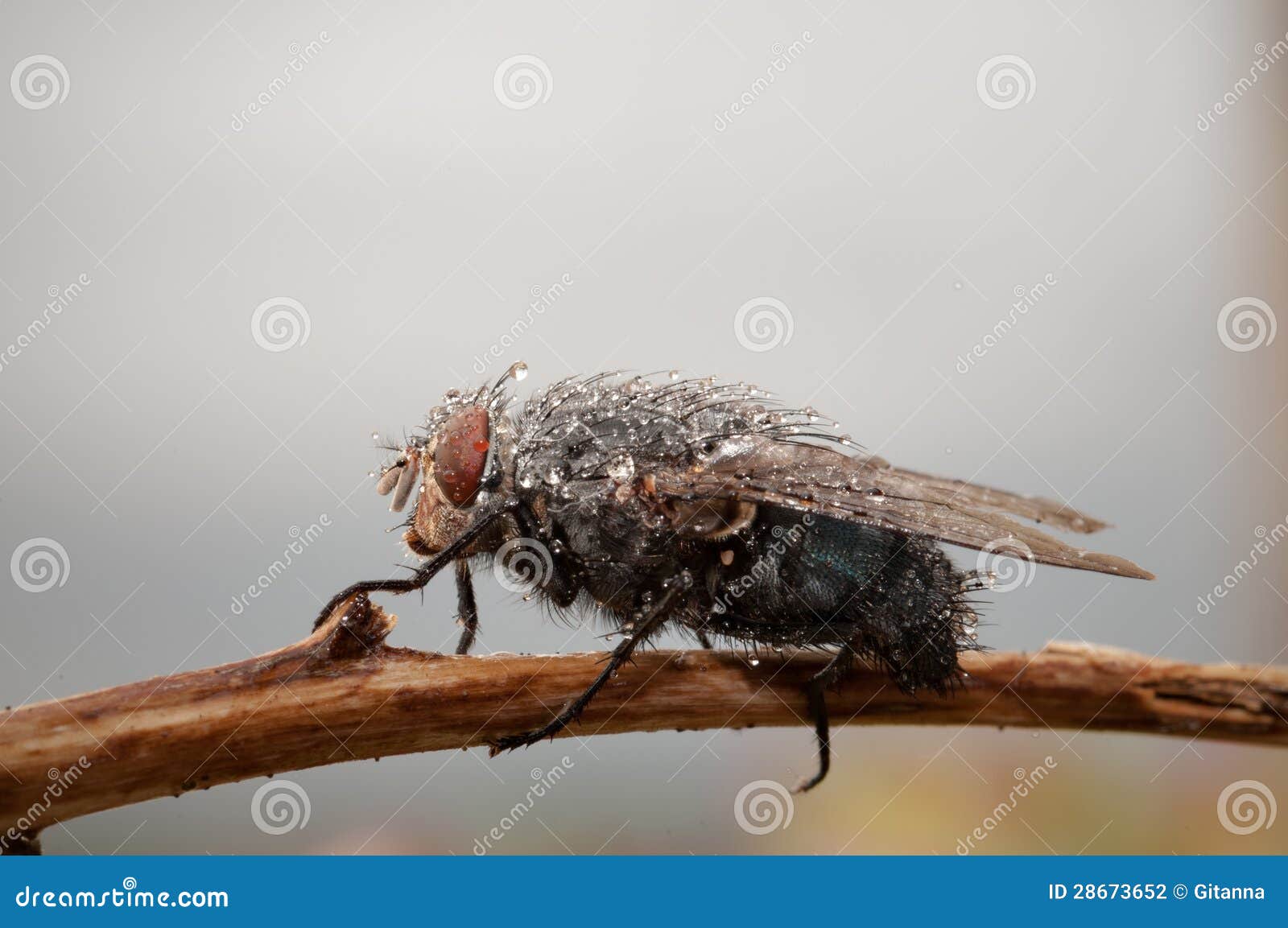 Fly with drops of water stock photo. Image of start, multicolored ...