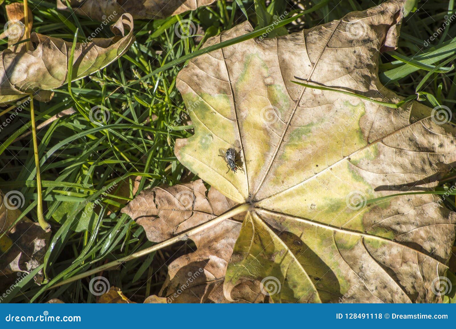 A fly on dry maple leaf stock photo. Image of season - 128491118