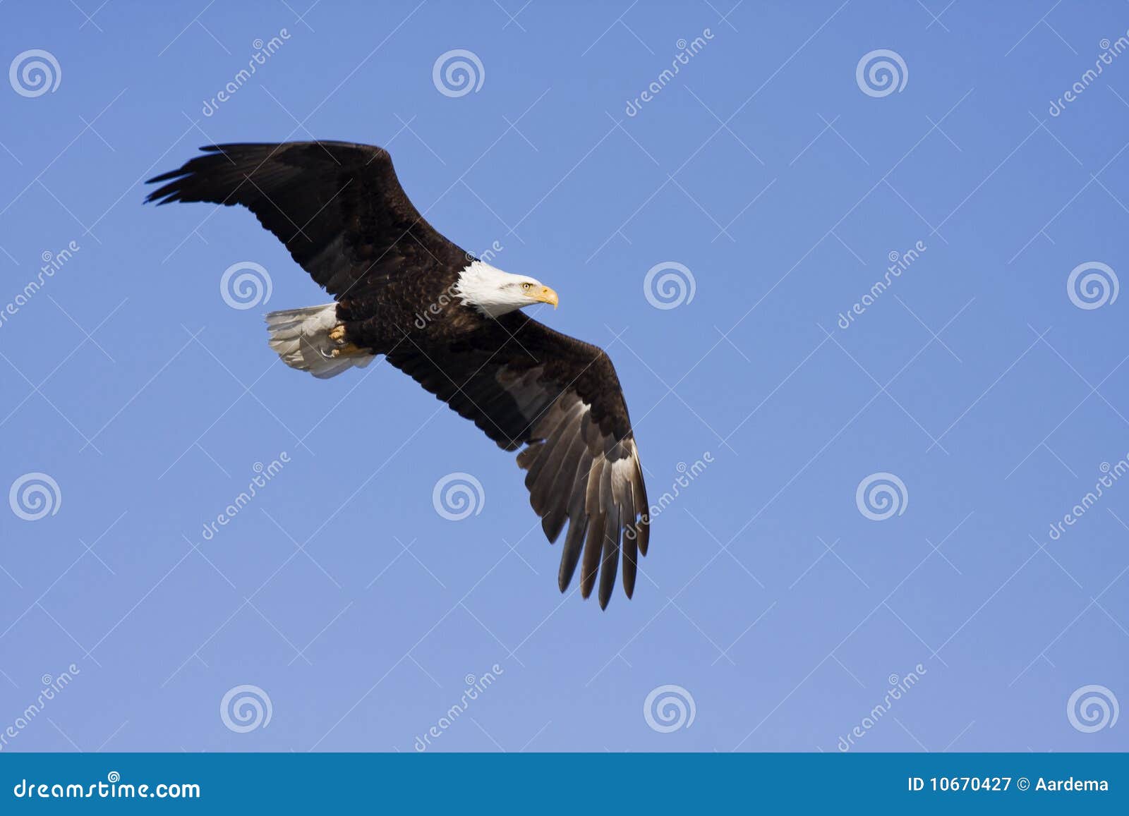 Fly by Eagle stock image. Image of wildlife, flying, nature - 10670427