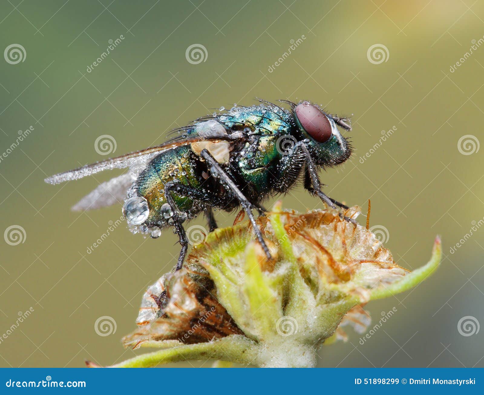 Fly on the ear stock image. Image of majus, housefly - 51898299