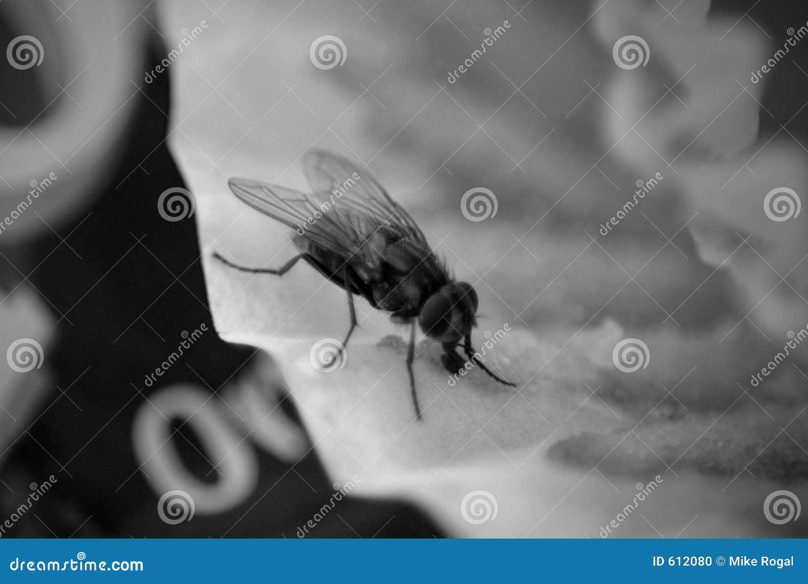 Fly Eating Picture. Image: 612080