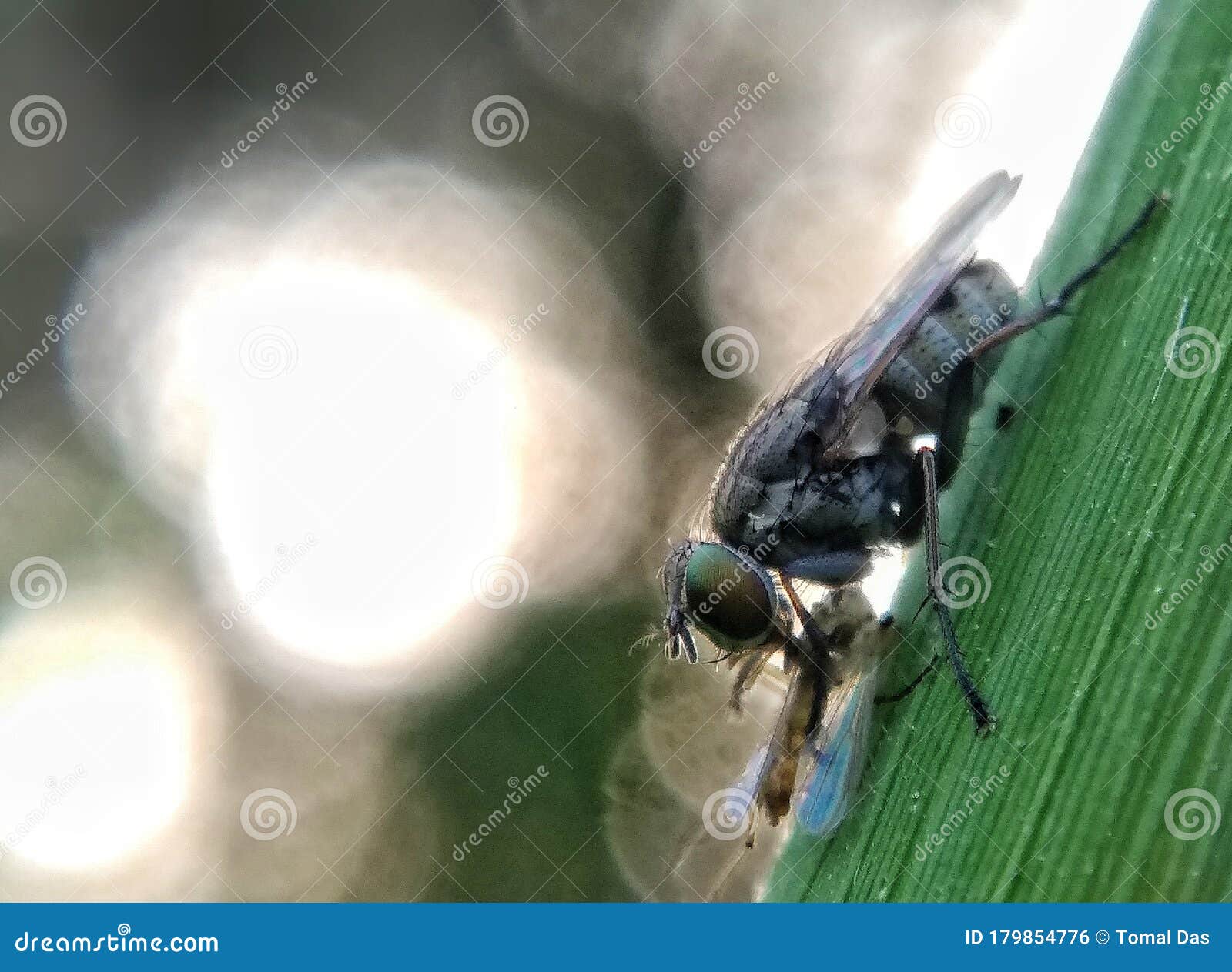 A Fly is Eating Another One Stock Photo - Image of pest, beetle: 179854776