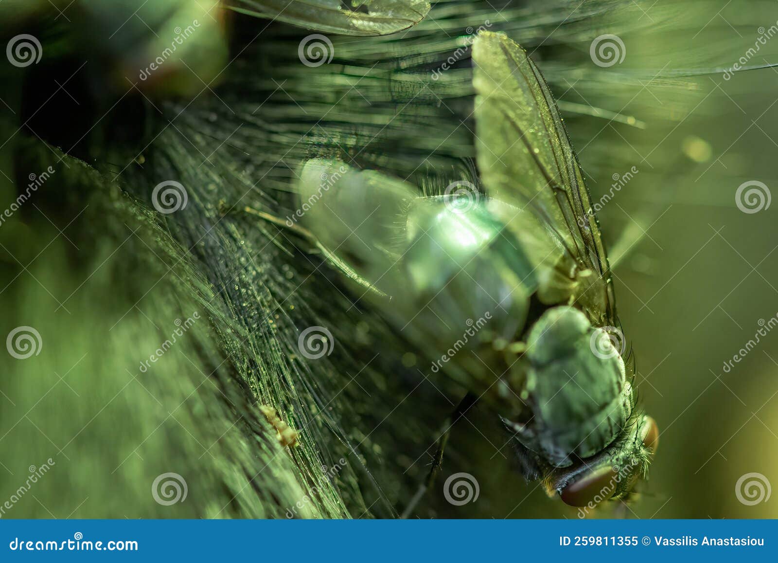 Fly Eating a Decayed Animal Body. Stock Image - Image of natural ...