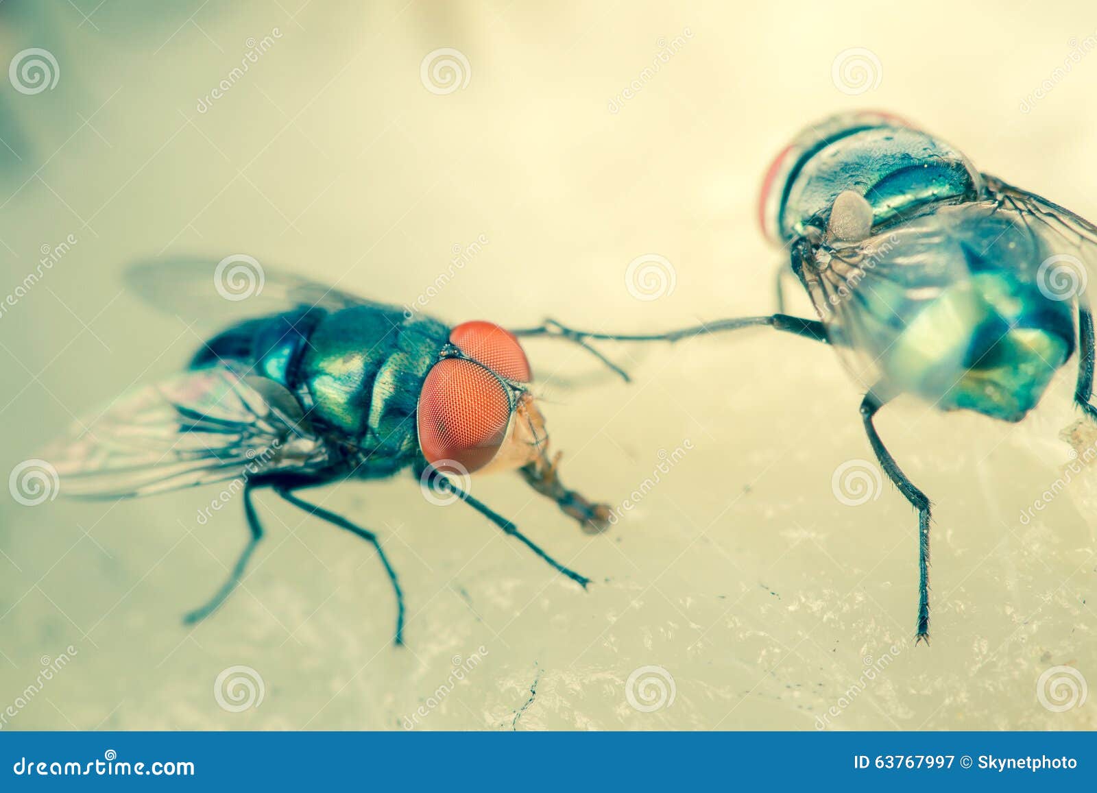 Fly eating dried fish stock image. Image of bluebottle - 63767997