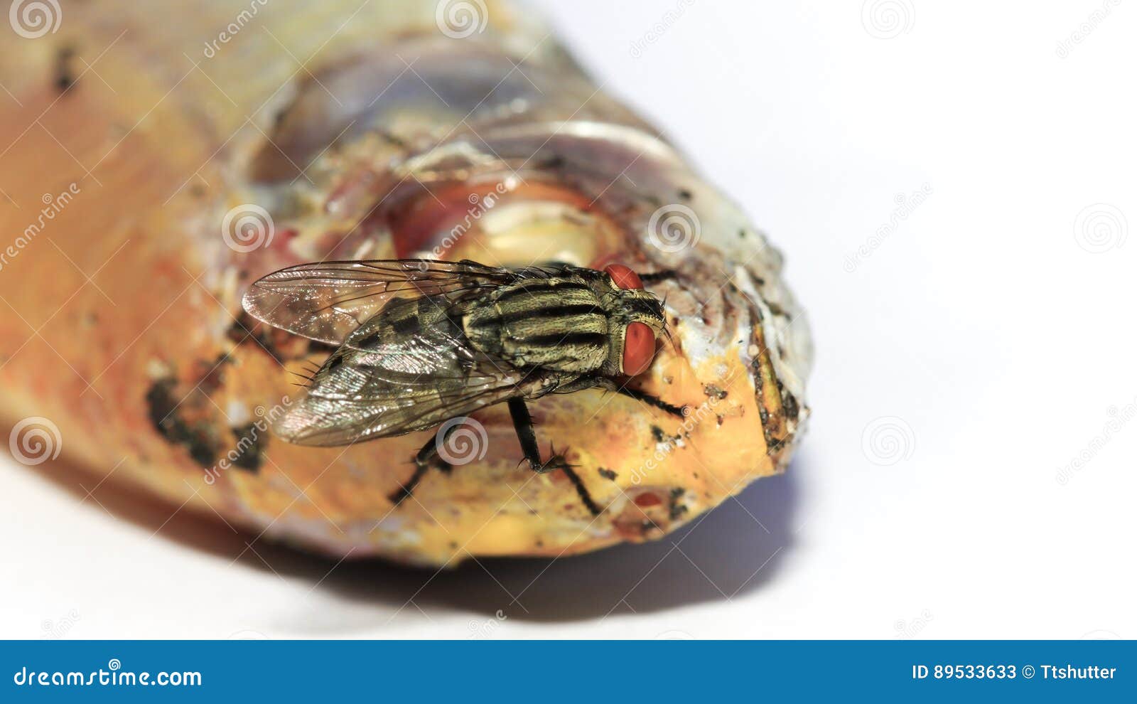 Fly eating dried fish. stock image. Image of eating, fish - 89533633